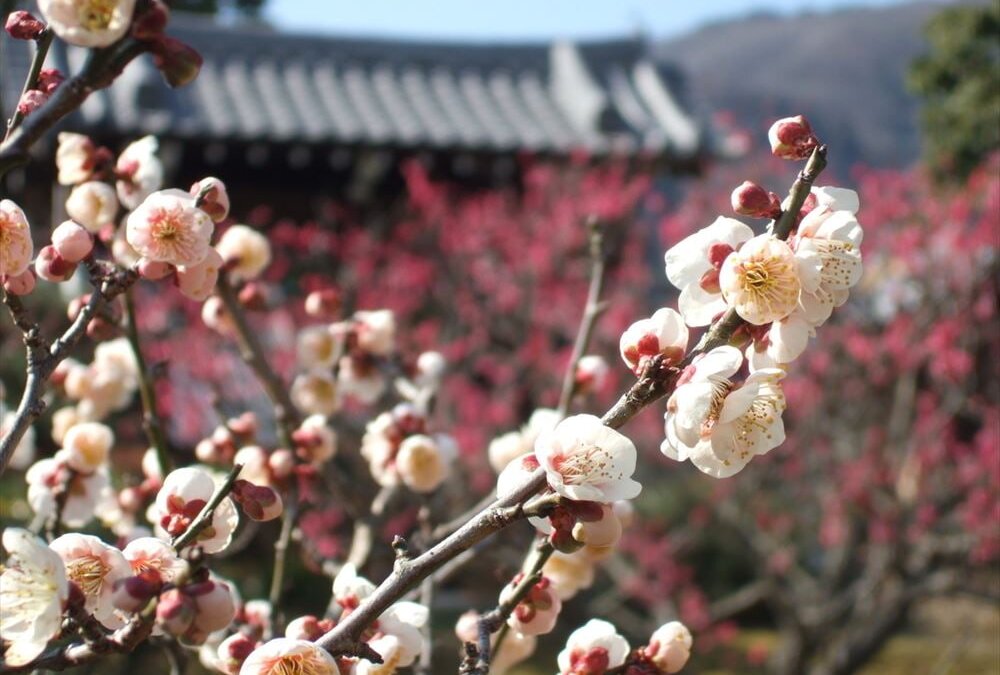 【2025】京都の梅の名所12選〜春の訪れを告げる花〜 - TRiP EDiTOR